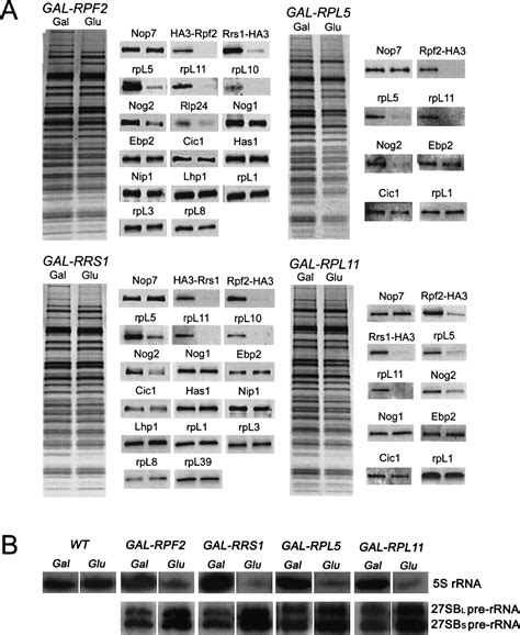Assembly Factors Rpf2 And Rrs1 Recruit 5s Rrna And Ribosomal Proteins Rpl5 And Rpl11 Into