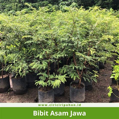 Cara Budidaya Pohon Asam Jawa — Ciriciripohonid