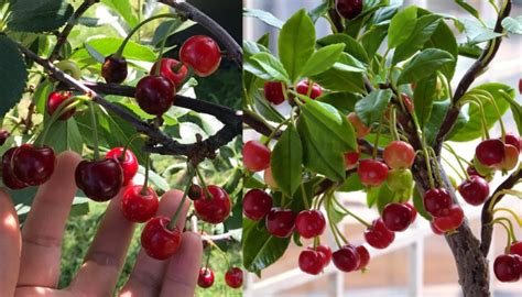 Como Plantar Sementes De Cereja