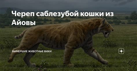 Череп саблезубой кошки из Айовы Вымершие животные вики Дзен