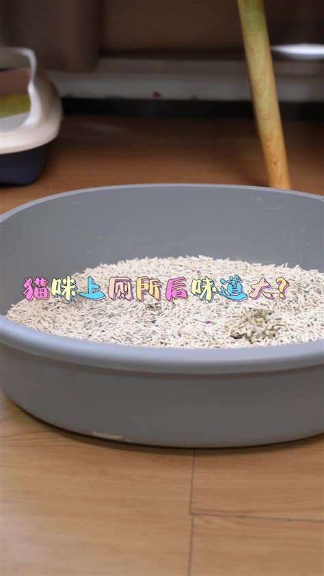 宠物猫砂除臭剂批发生物酶去味神器室内杀菌去尿味持久清洁除臭 阿里巴巴