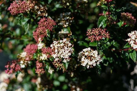 20 Laurustinus Pictures