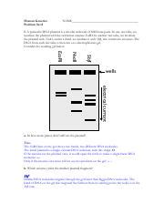 PS Answers Pdf Human Genetics Problem Set NAME A Particular DNA Plasmid Is A Circular