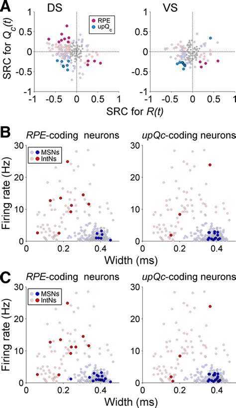 Characteristics Of Rpe And Updated Value Coding Neurons A