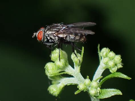 Bot Flies Blow Flies And Allies From High Park North Toronto On