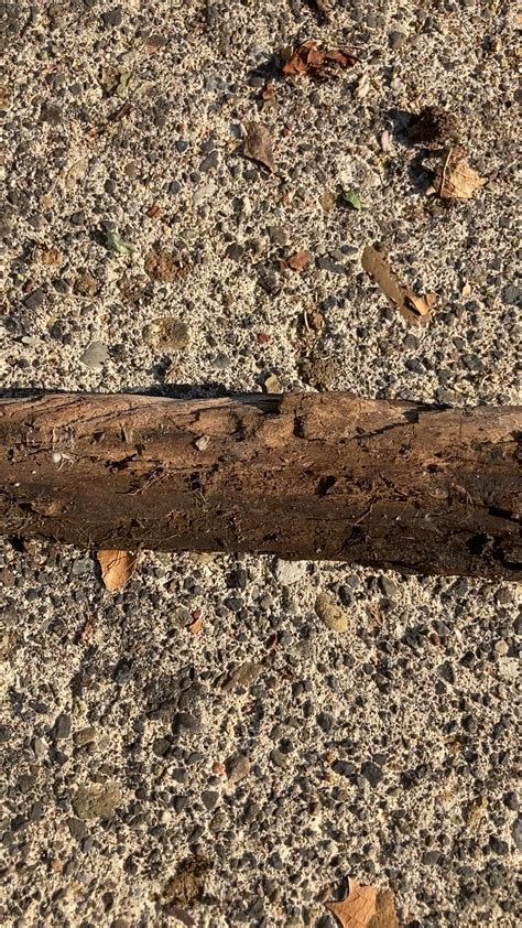 Are These Termites Rexterminators