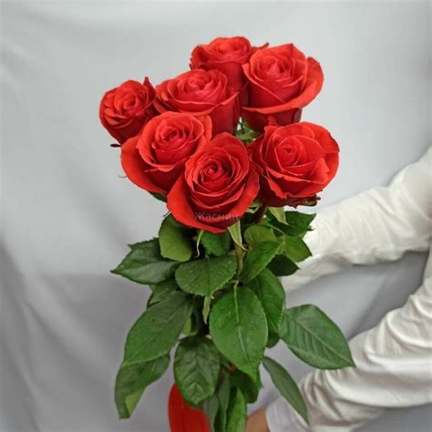Алые розы ВЫСОКИЕ 70см