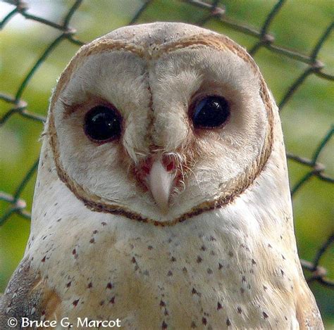 The Owls Plexus Marcot