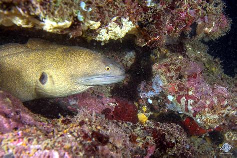 Giant Moray Eel Facts And Photographs Seaunseen