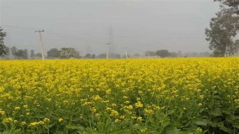 चालू सीजन में सरसों की बोआई ने तोड़ा रिकार्ड उन्नत बीजों की आपूर्ति से