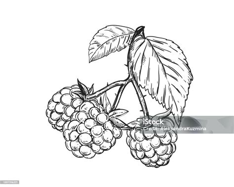 手繪素描黑白軟果覆盆子葉子向量插圖圖形風格標籤卡片貼紙功能表包裝中的元素雕刻風格插圖向量圖形及更多蔓越莓植物圖片 Istock