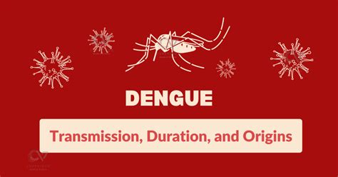 Unraveling Dengue Transmission Duration And Origins Curevigor