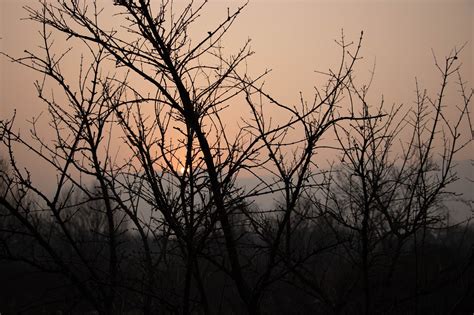 나무 가지 해돋이 벌 거 벗은 Pixabay의 무료 사진 Pixabay