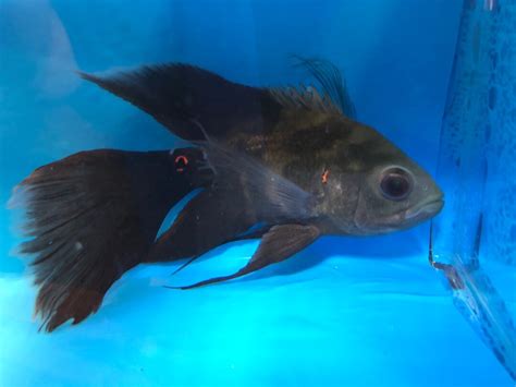 Longfin Red Tiger Oscar For Sale Exotic Fish Shop 774 400 4598