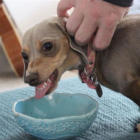 Melba Is So Sweetuntil Shes Hangry Happytongueouttuesday