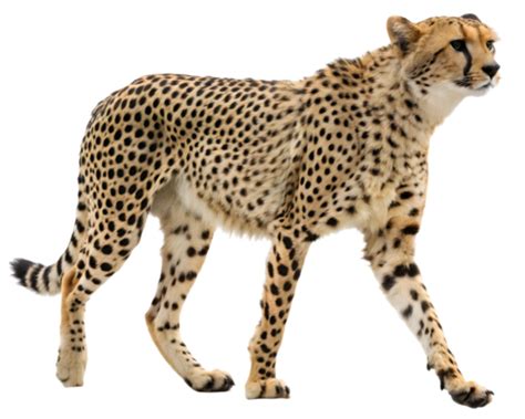 Cheetah Pngs For Free Download