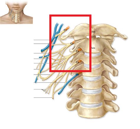 Spinal Plexuses Flashcards Quizlet