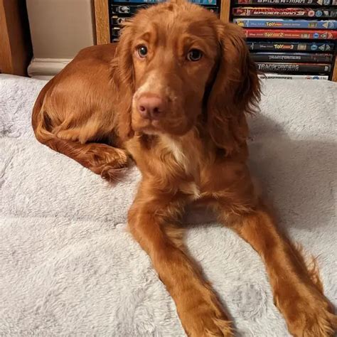 Discover Ruby The Cocker Spaniel Ruby S Story Purina Uk Purina