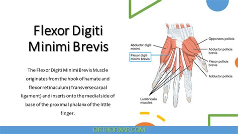 Flexor Digiti Minimi Brevis Muscle Anatomy Orthopedic Learning