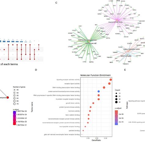 Immunohistochemistry Results For Core Targets A Expression Of Ca1 In