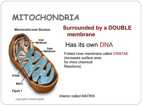 Mitochondria Pptx Biological Sciences Science