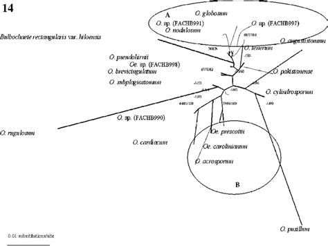 Fifty Percent Majority Rule Consensus Tree Derived From Bayesian