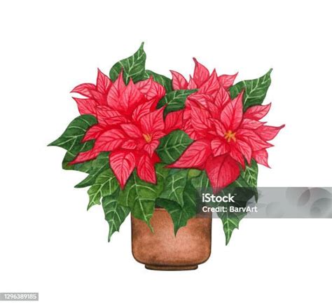 냄비에 포인세티아의 수채화 그림 흰색에 고립 된 화분 집 0명에 대한 스톡 벡터 아트 및 기타 이미지 0명 관목 꽃 나무