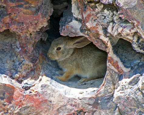 Cottontail Rabbit Habitat