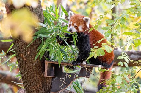 Premium Photo Young Red Pandas Eating Bamboo Portrait Of A Panda