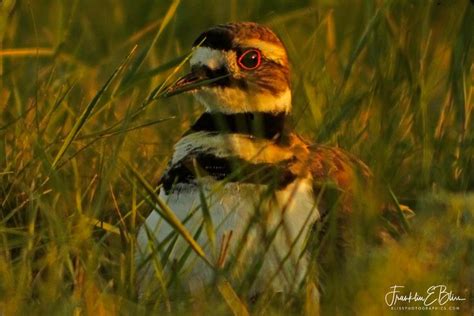 Killdeer Nesting Behavior Revealed