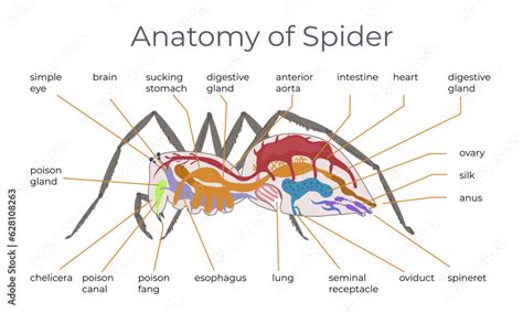 Spider Structure Flat Infographics Stock Vector Adobe Stock