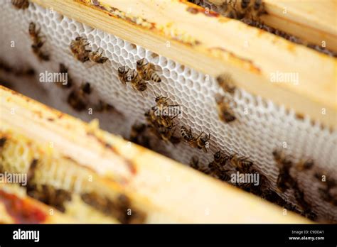 Bees In Beehive Stock Photo Alamy