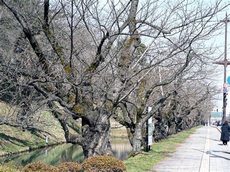 弘前公園のサクラ開花、観測史上最も早い予想に 弘前経済新聞