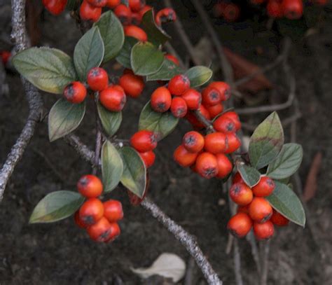 Cotoneaster • Weedbusters