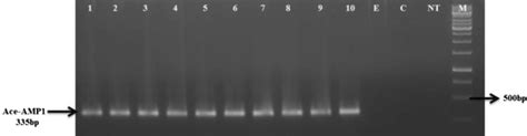 Rt Pcr Analysis Of Ace Amp1 Gene Expression In Transgenic Banana