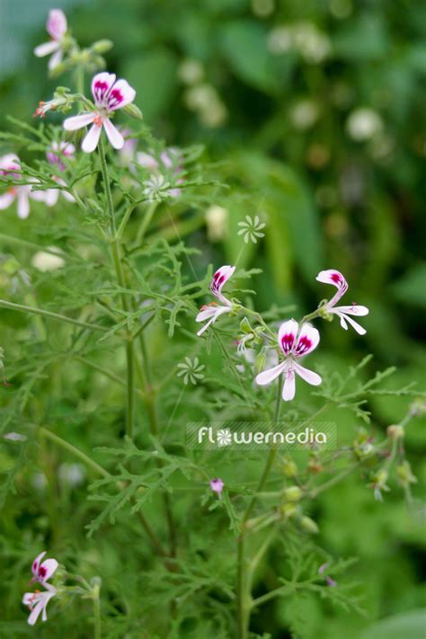 Pelargonium Radens Scented Leaf Pelargonium 111174 Flowermedia
