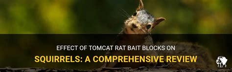 Effect Of Tomcat Rat Bait Blocks On Squirrels A Comprehensive Review