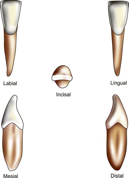Mandibular Central Incisor
