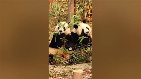 120125 天下第一好的润玥艾玖，干饭就要贴一起 大熊猫润玥 大熊猫艾玖 大熊猫panda Youtube