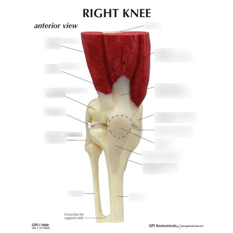 Knee Anterior Diagram Quizlet