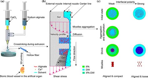 A Preparation Of The Calcium Alginate Hollow Fibers B Crosslinking