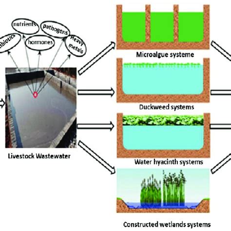 Diagram Of The Different Uses Of Phytoremediation Techniques 37 Download Scientific Diagram