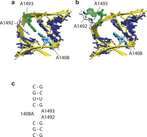 The Ribosomal Decoding Center Helix X Ray Structure Of The 16s Rrna Download Scientific