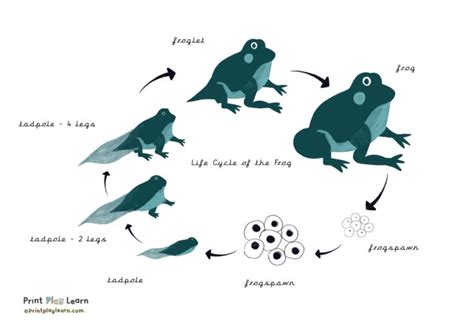 Frog Life Cycle Poster For Home Or Class Learning Printable Teaching