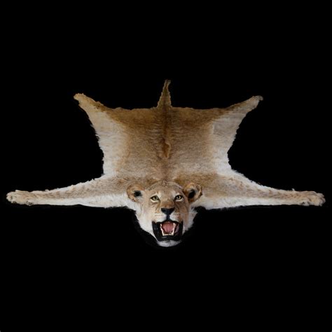 Taxidermyfirst Class Trophy Taxidermy