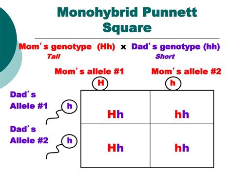 Mendel And Monohybrids Ap Biology Ms Gaynor Ppt Download