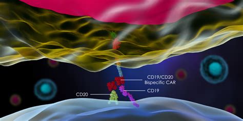 Bispecific Car T Targeting Cd19 Cd20 Is ‘safe And Efficacious In