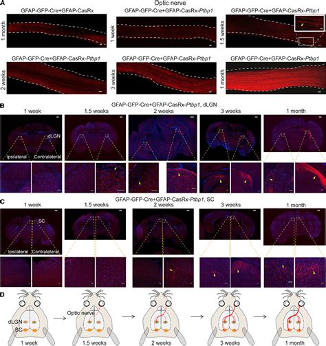 Figure 5 From Glia To Neuron Conversion By Crispr Casrx Alleviates