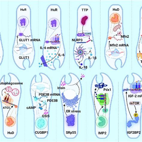 Potential Drugs Targeting Rbps And Rbps Rna In Diabetes And Its Download Scientific Diagram