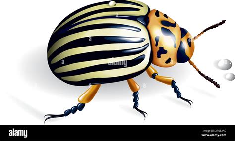 The Colorado Potato Beetle Vector Illustration Stock Vector Image